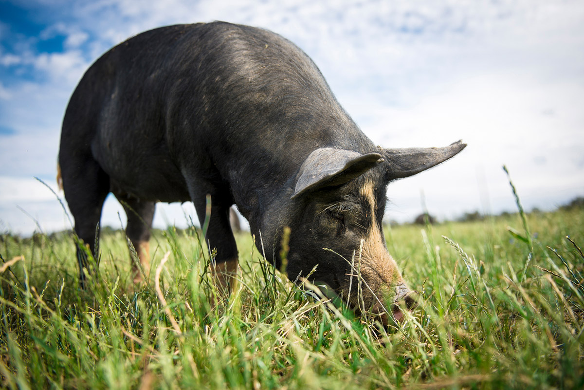 Producer – Ethical meat supply - Co-operative Farming