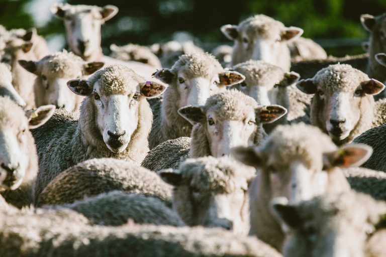 Yenda Producers Coop - Co-operative Farming