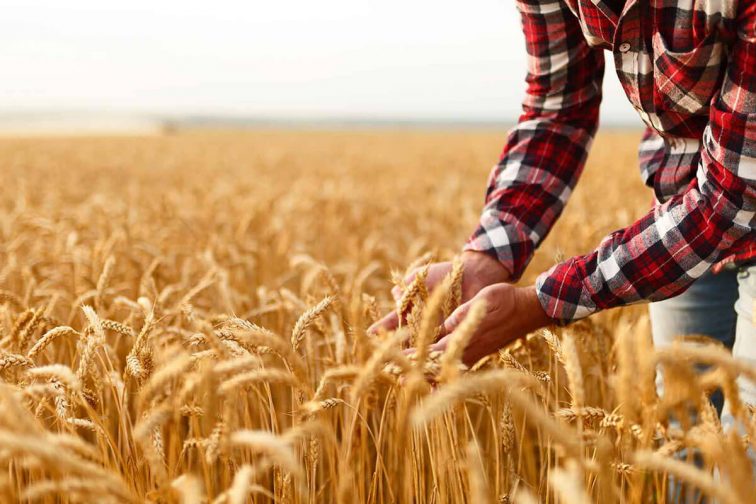 Eyre Peninsula Cooperative Bulk Handling - Co-operative Farming