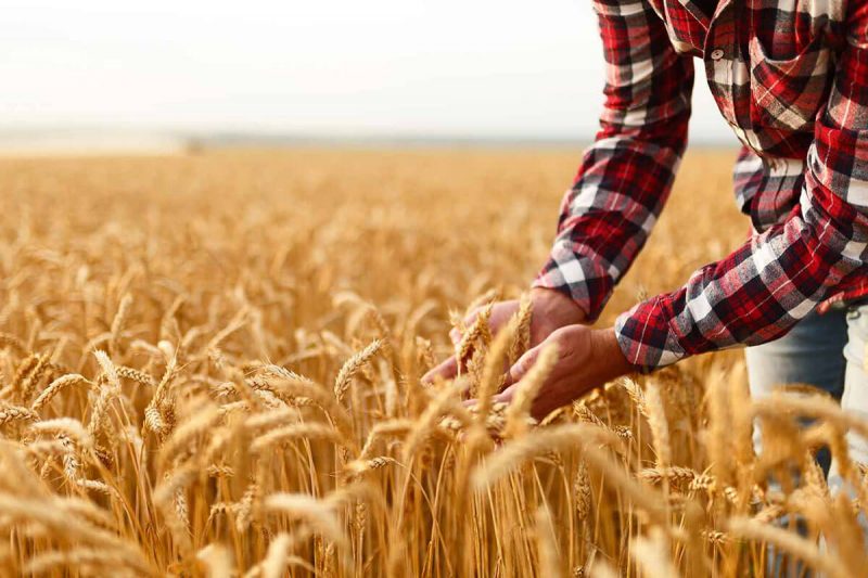 Eyre Peninsula Cooperative Bulk Handling - Co-operative Farming