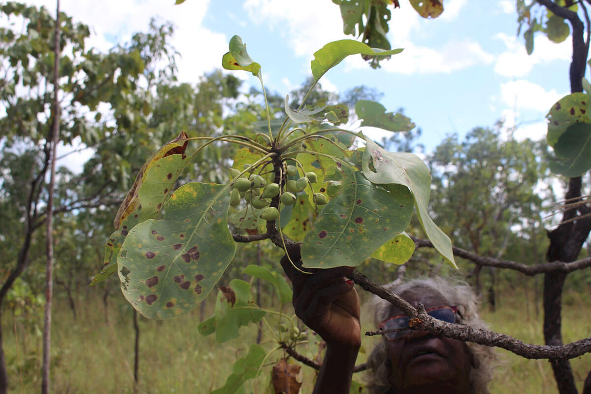 Northern Australia Aboriginal Kakadu Plum Alliance - Co-operative Farming
